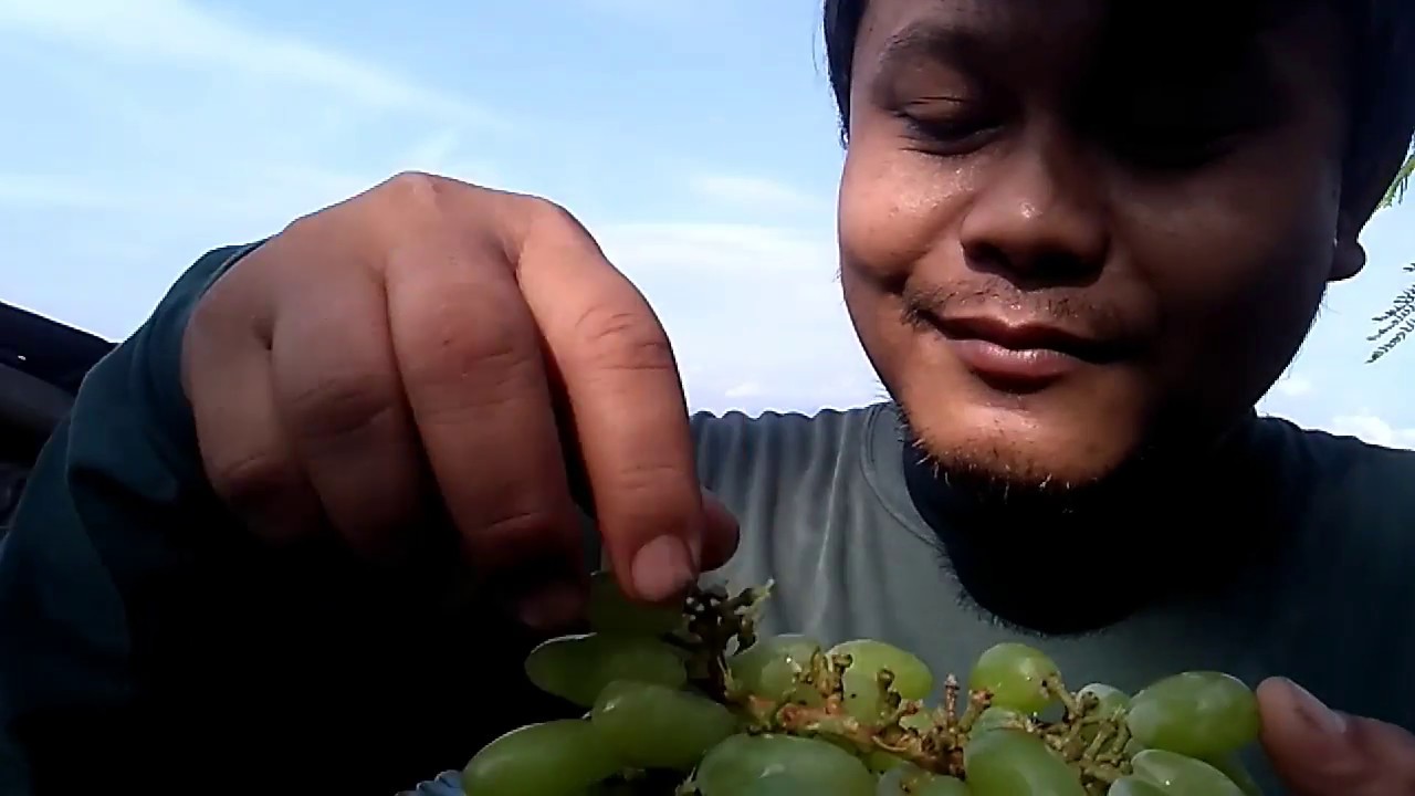 Review anggur hijau tanpa biji (THOMSON) - YouTube