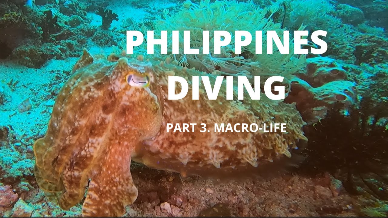 Philippines diving - Part 3. MACRO-LIFE - YouTube