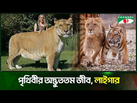 লাইগার: সিংহ-বাঘের বিস্ময়কর সন্তান | Liger | Channel i