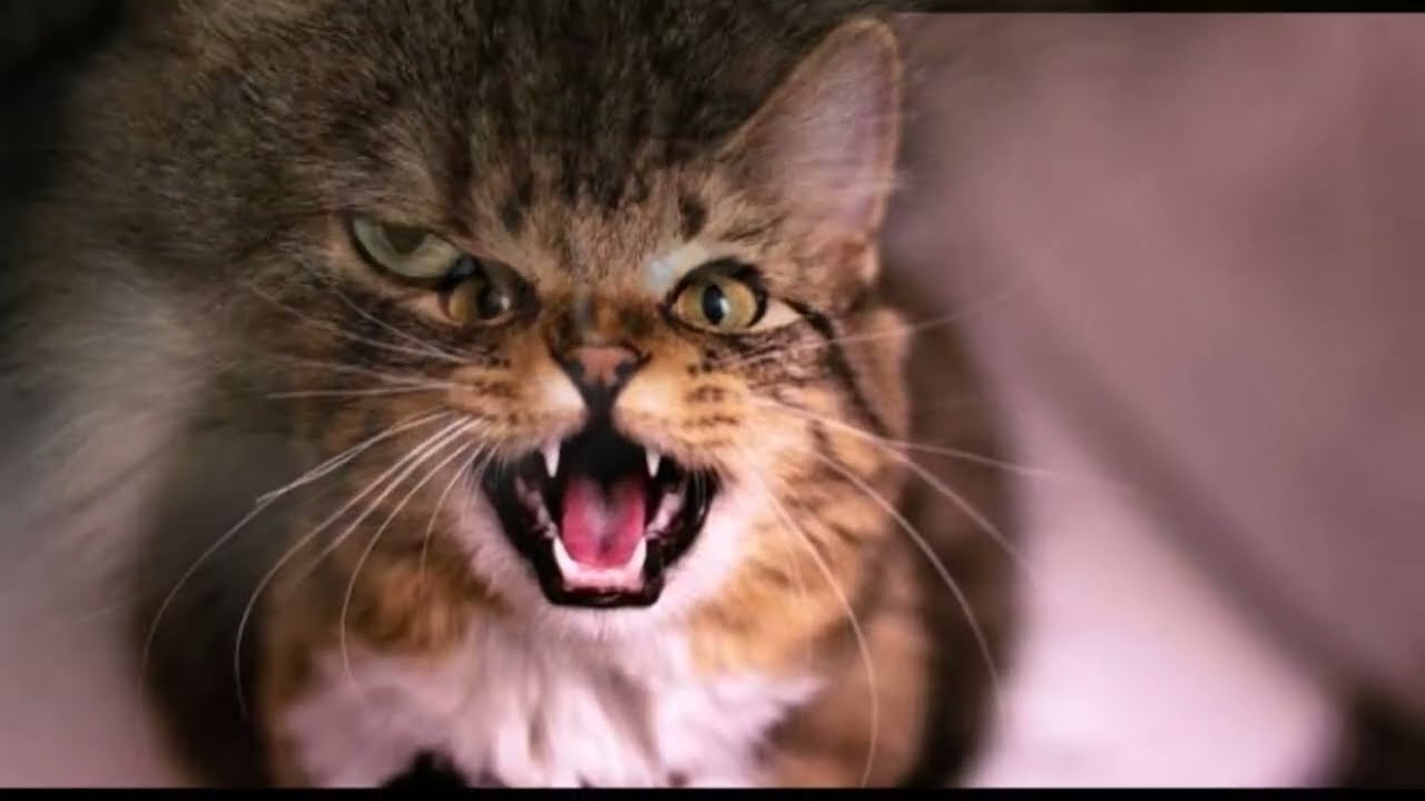 Angry Cat Sound (Scary) - YouTube