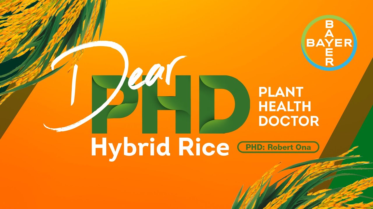 Dear PHD Ep. 4 | Hybrid Rice - YouTube