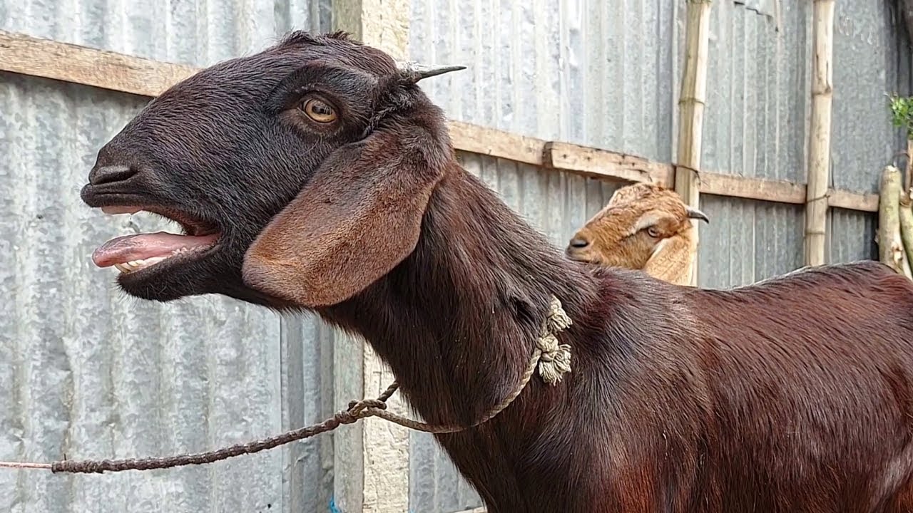 Goat Sounds By Tobibul | Few Goat Baa Baa Sounds In One Video (Animal ...