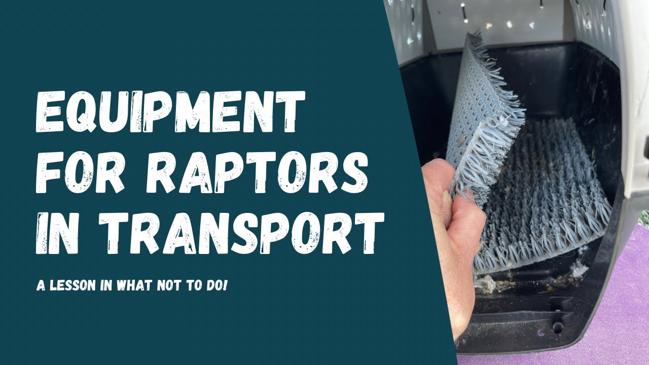 A video of how to NOT ship/transport any raptor: Video showing the ...