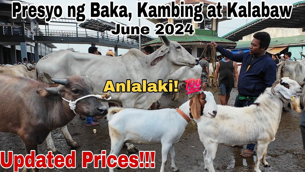 June 07, 2024 Presyo ng Baka, Kambing, at Kalabaw | Dji Osmo Action 4 ...