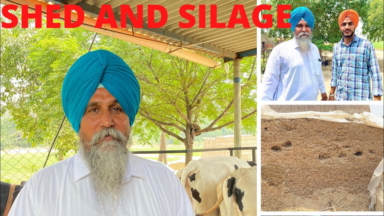 SHED AND SILAGE INFORMATION FOR BEGINNERS | AULAKH DAIRY FARM | RAMPURA ...