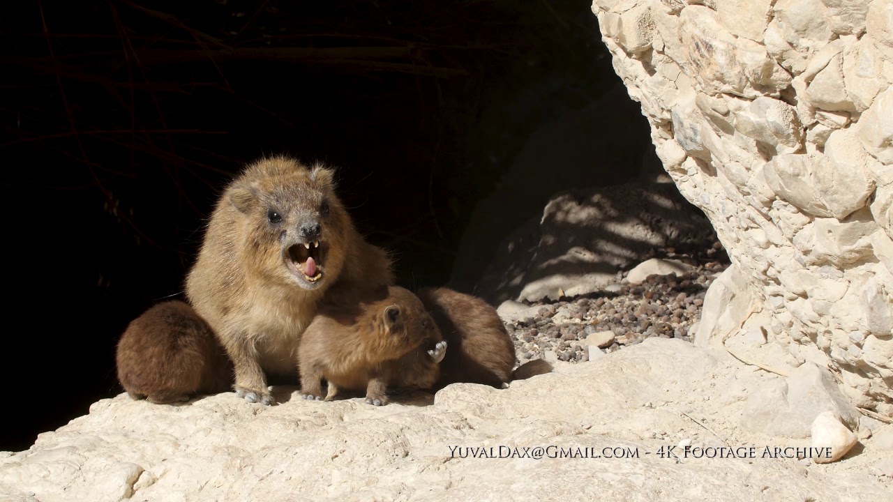 Hyrax - YouTube
