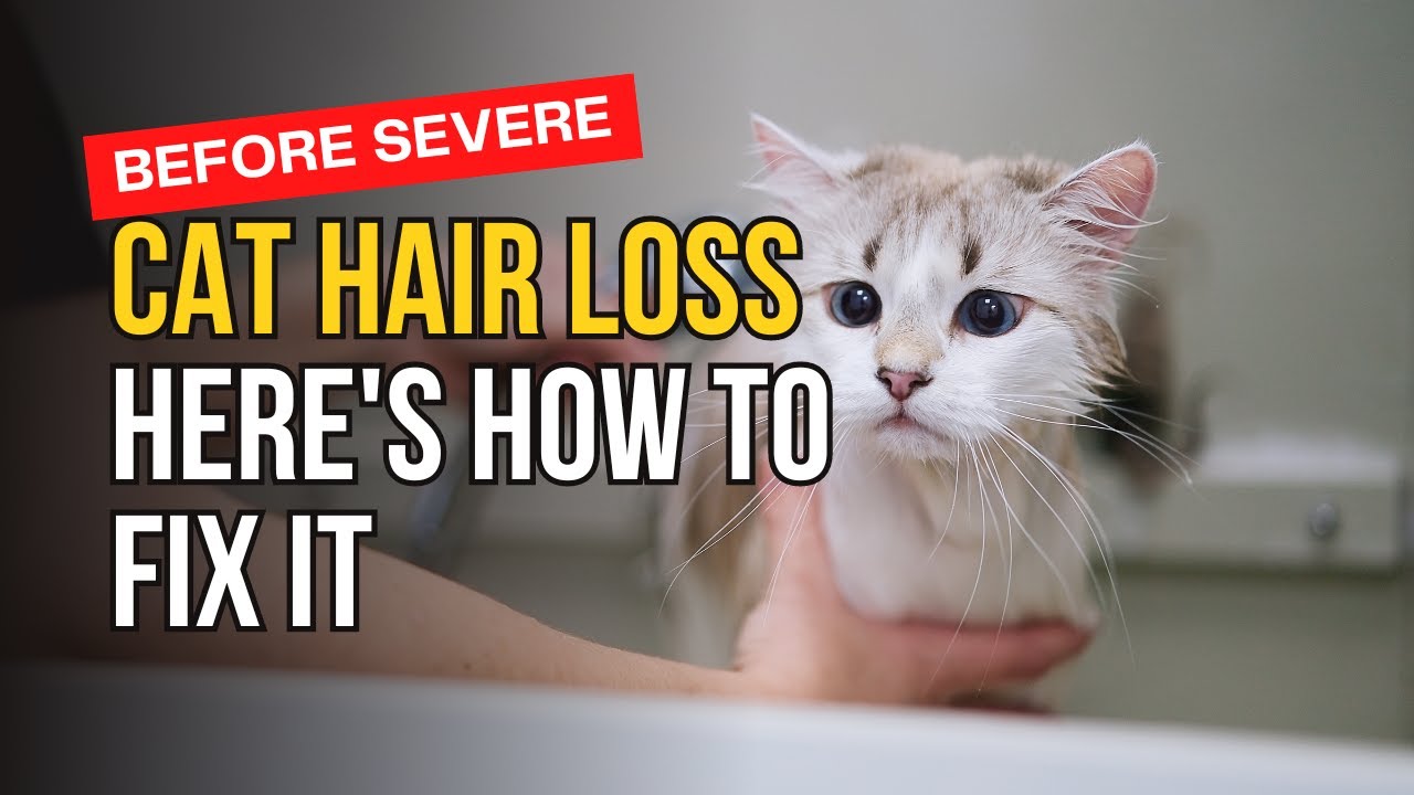 Why Your Cat's Hair Falls Out and How to Fix It! - YouTube