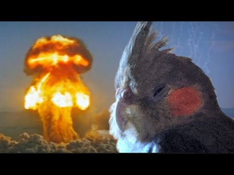 Nuclear Birb - YouTube