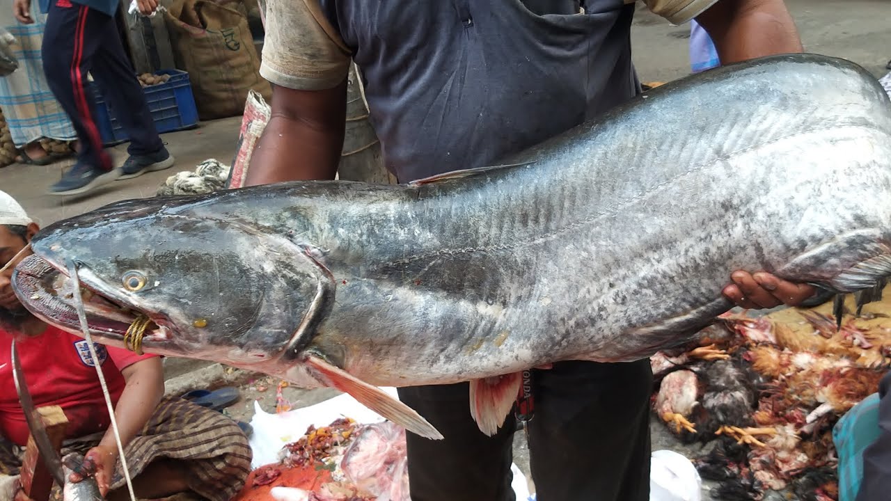 Amazing Fish Cutting Skills.So big Boal Fish Cutting Skills In ...