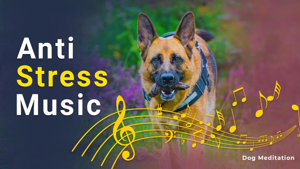 Dog Music! Calm Dogs and Puppies Down with Soothing Music to Relieve ...