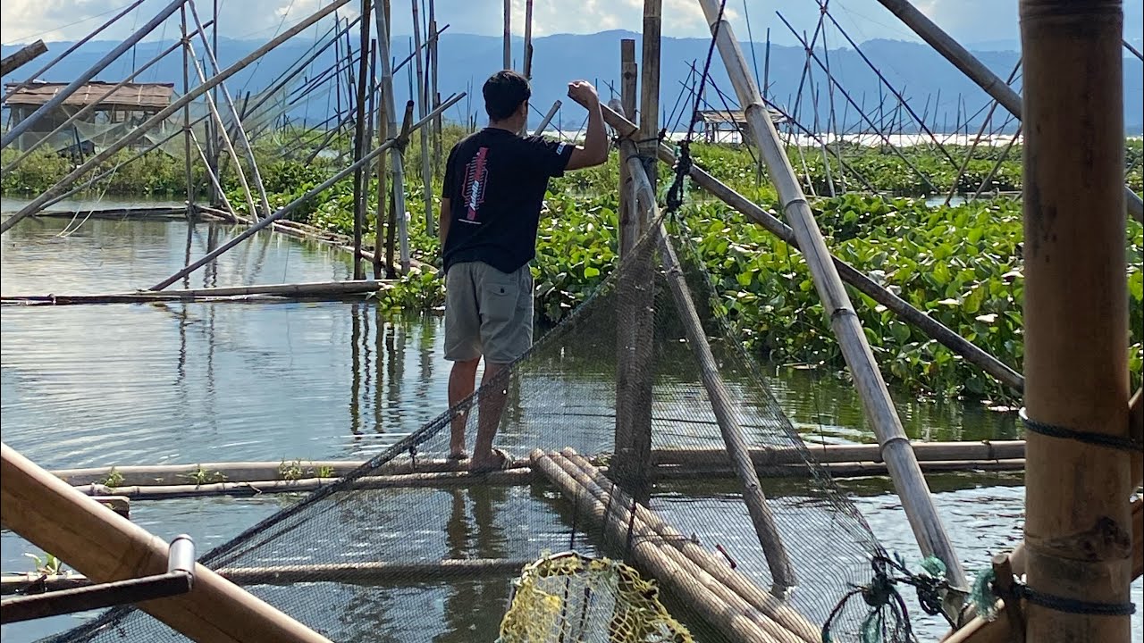 ASMR Mencari Ikan Di Danau Rawa Pening #fishing #rawapening #mancing # ...