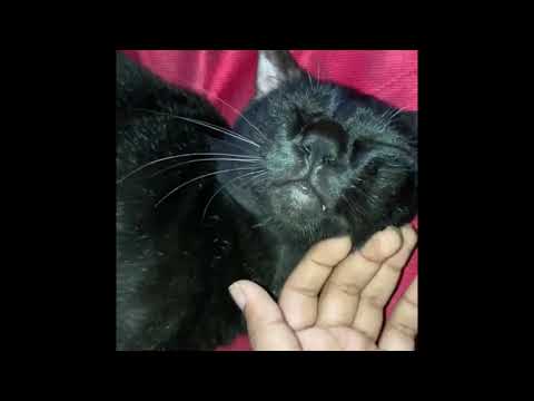 Cats can also SMILE :) | Pets