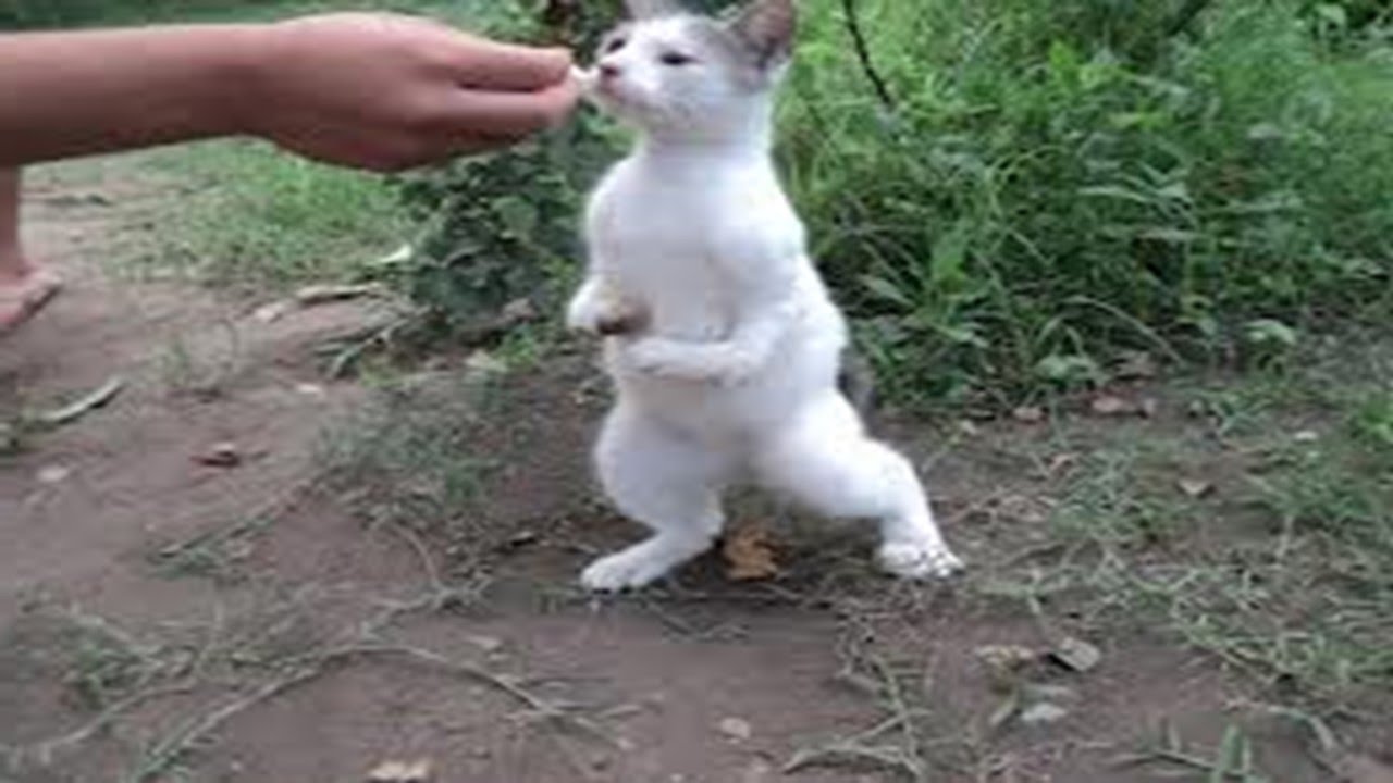 Un Gato cruzado con Conejo - YouTube