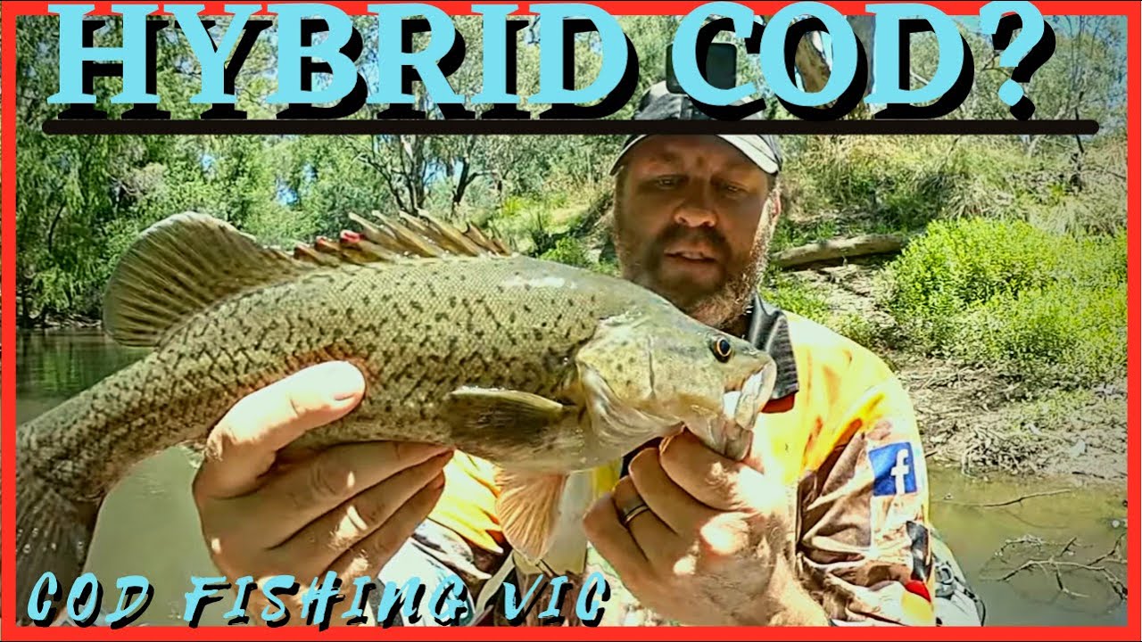 Hybrid -Murray Cod x Trout Cod? and a heap of laughs - Murray cod ...