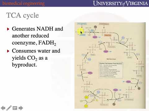 BME2140_TCA-OXPHOS_lecture - YouTube