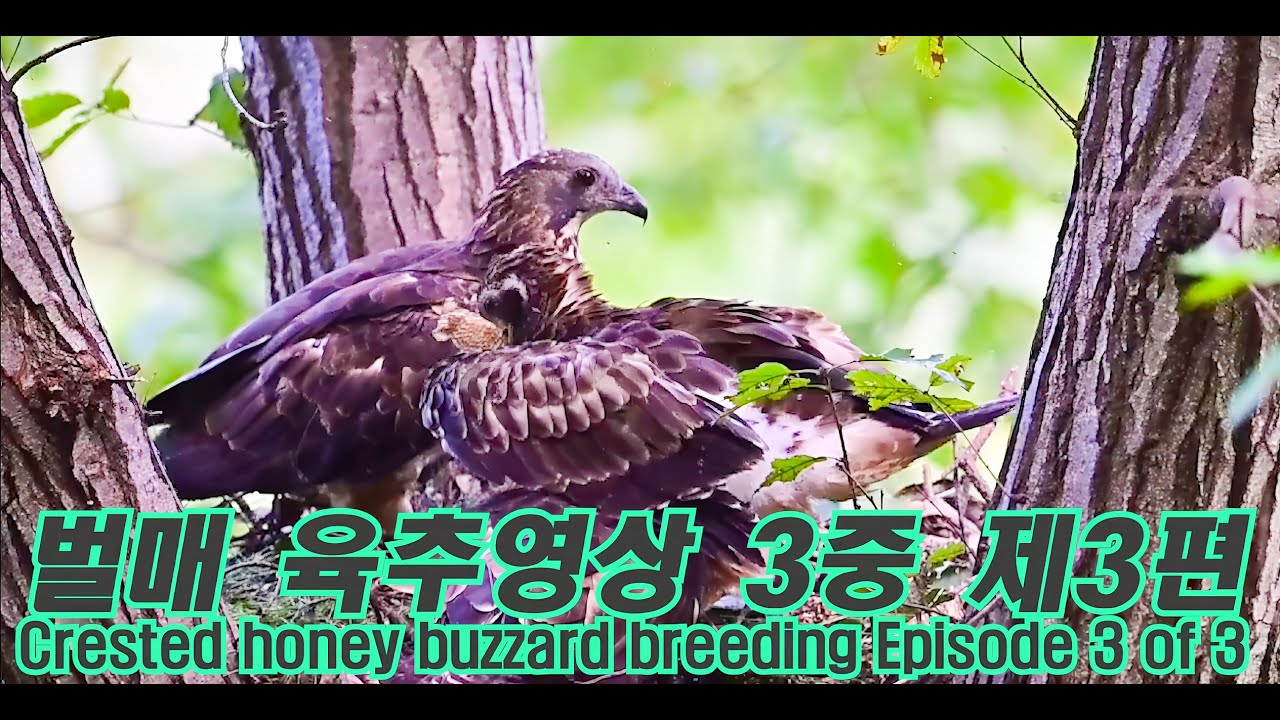 Crested Honey Buzzard breeding Ep 3of3 벌매육추영상 3편중3편 - YouTube