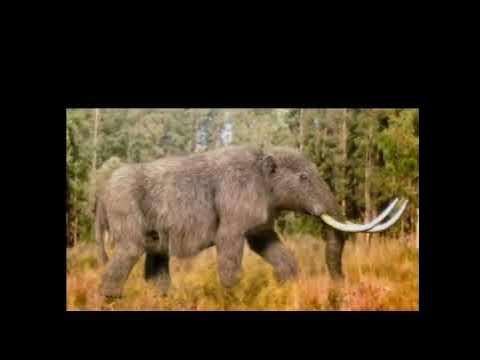 American Mastodon Vs African Forest Elephant (Edit) - YouTube