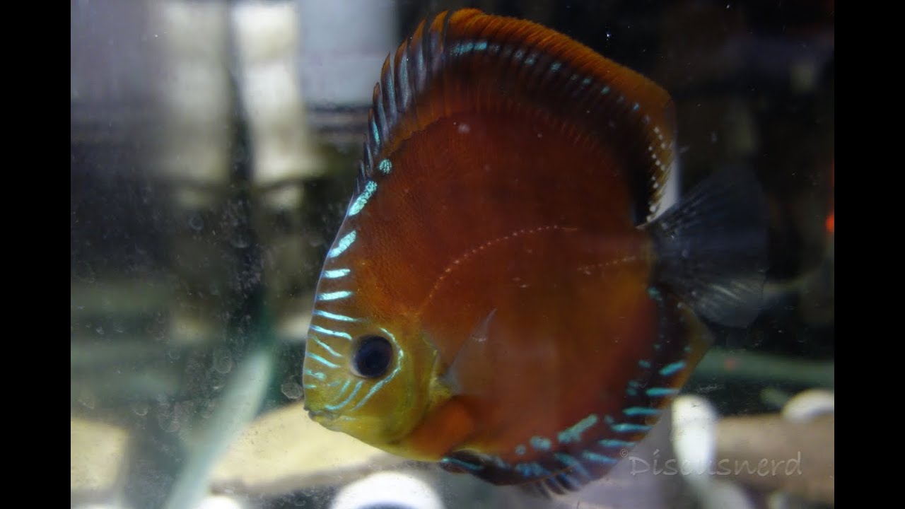 My favorite discus - YouTube