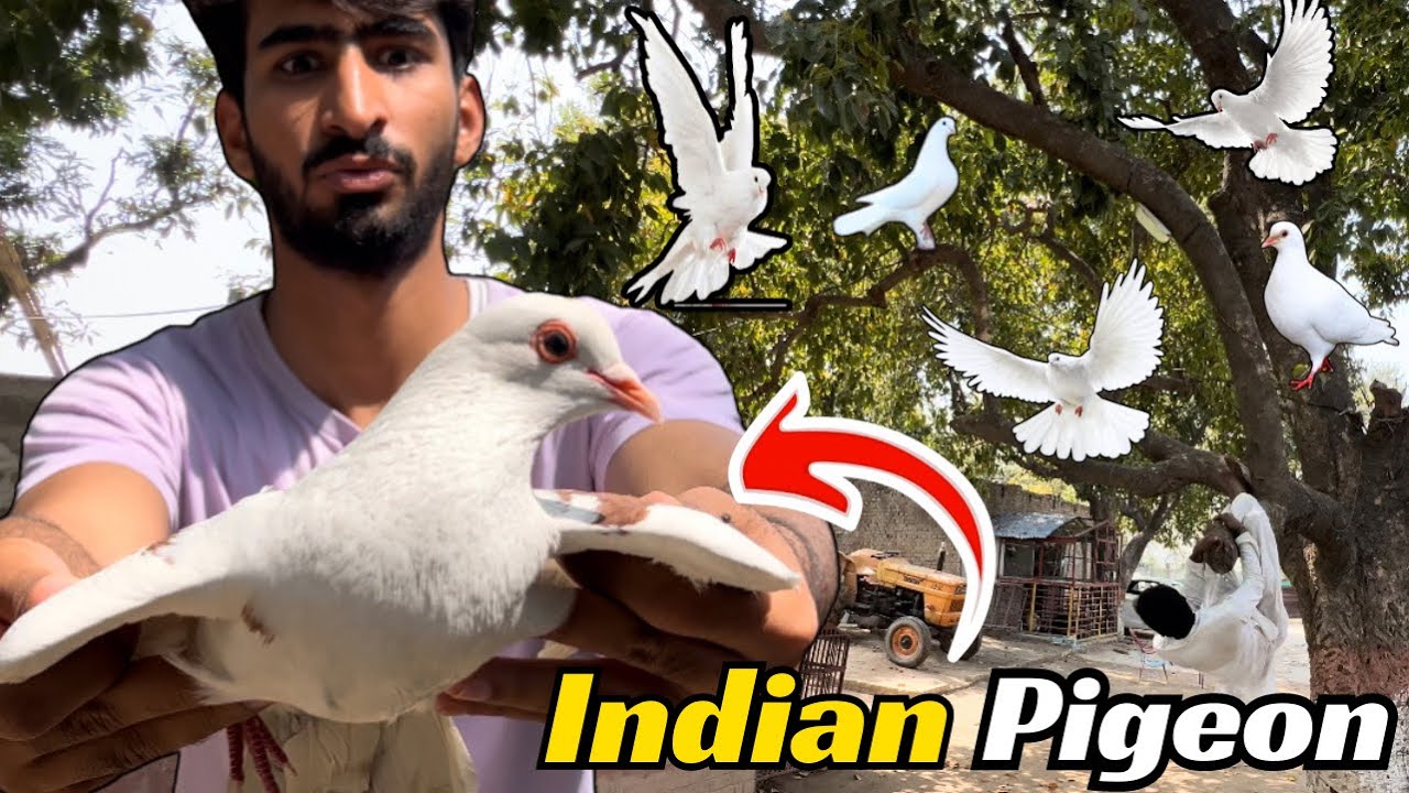 How to catch pigeons | - YouTube