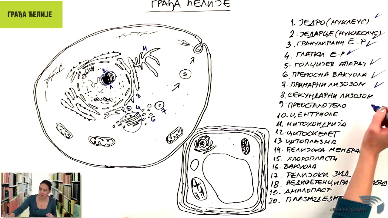 Biologija I - Građa ćelije - YouTube