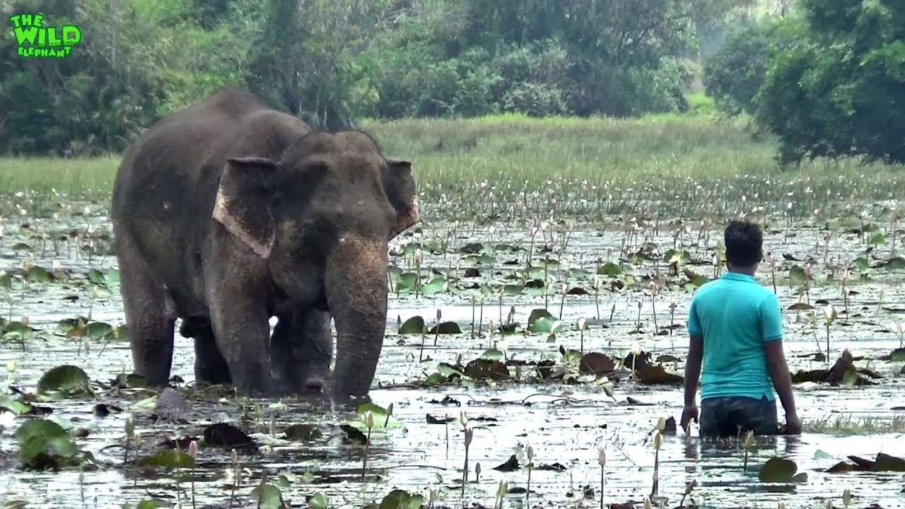 An elephant with a bullet in its leg saved by Wildlife Officers ...
