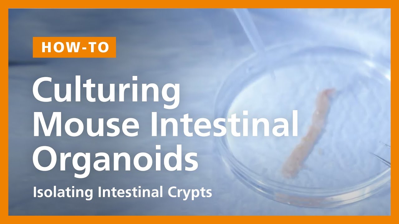 How to Culture Mouse Intestinal Organoids: Isolating Intestinal Crypts ...