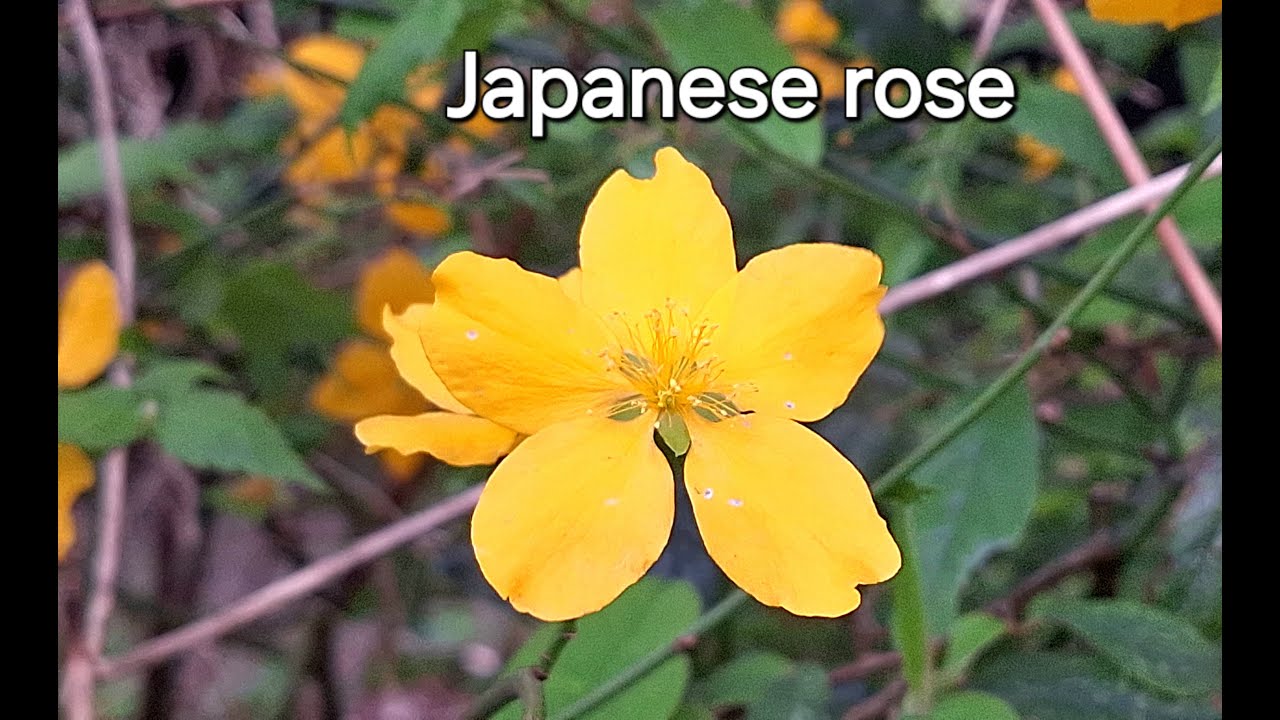 The beautiful Japanese Rose (Kerria japonica) - YouTube