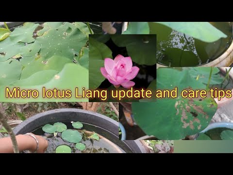 Micro lotus Liang update and care tips...#santali vlogs #gardening # ...