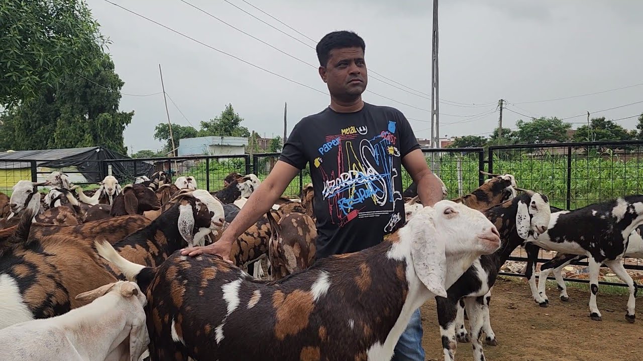 Finest Gujri Goats Of National Goat Farm Modasa | Palehue Big And Small ...