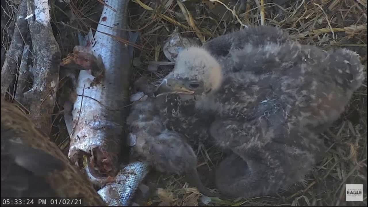 Eaglet #2 - Bumper Crops - Afternoon Feedings & Close Up Views - Jan 2 ...