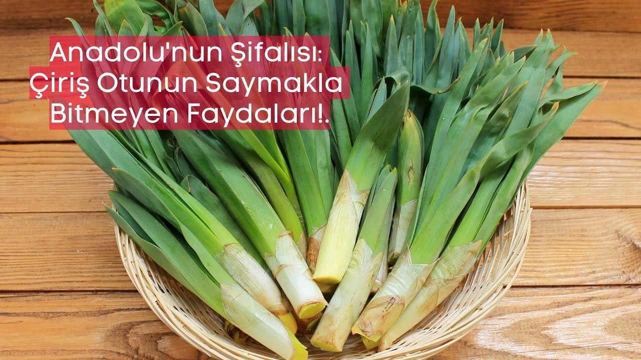 Çiriş Otu Nedir? Çiriş Otu Nasıl Kullanılır? - YouTube