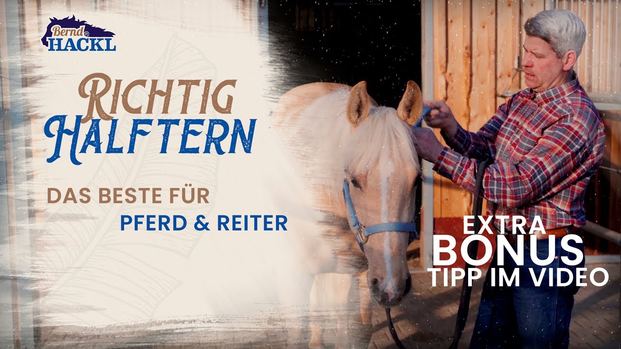 Halfter richtig anlegen I Bernd Hackl erklärt! 🐴 - YouTube