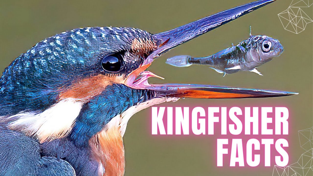 Common kingfisher facts | Kingfisher - YouTube