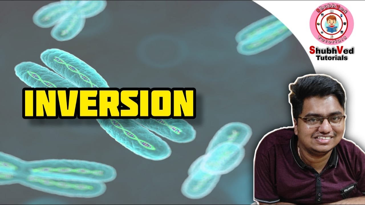 Chromosomal aberrations | Part - 3 | Inversion - YouTube