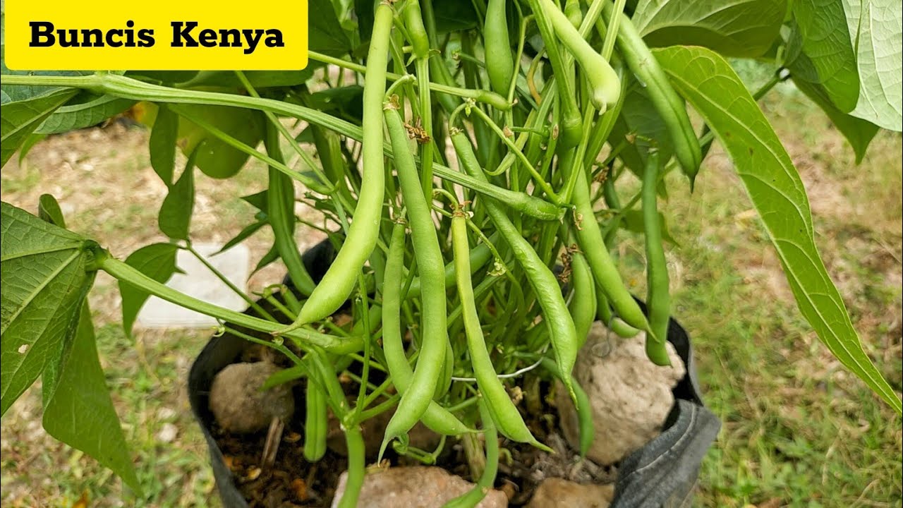 Cara Menanam Buncis Baby Kenya dari Biji di Polybag - YouTube