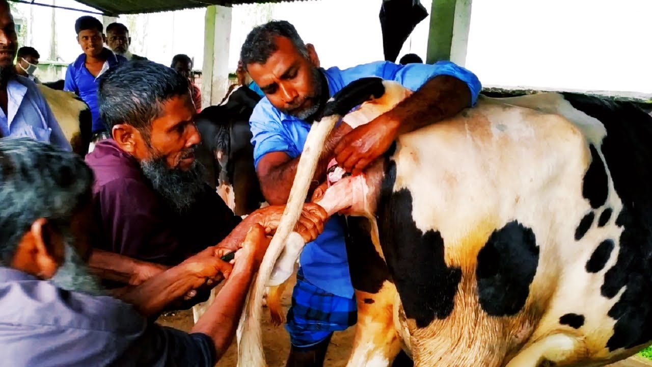 Australian Cow Delivery In Cow Market. Cow Delivery Bangladesh - YouTube
