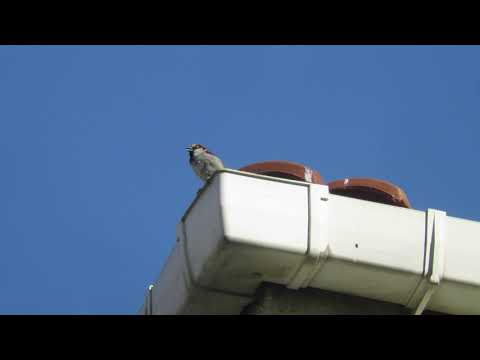 bayağı serçe ötüşü (old world sparrow singing)