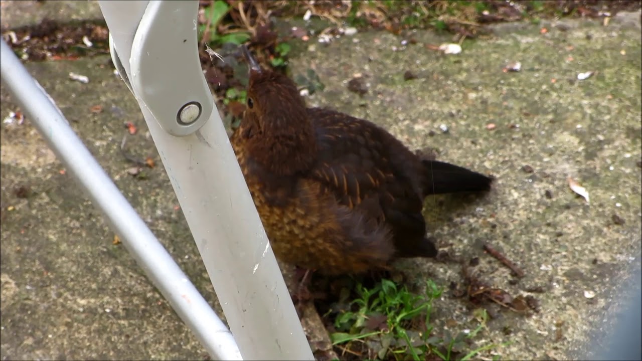 Newly fledged birds in my garden 16th Aug 2019 - YouTube