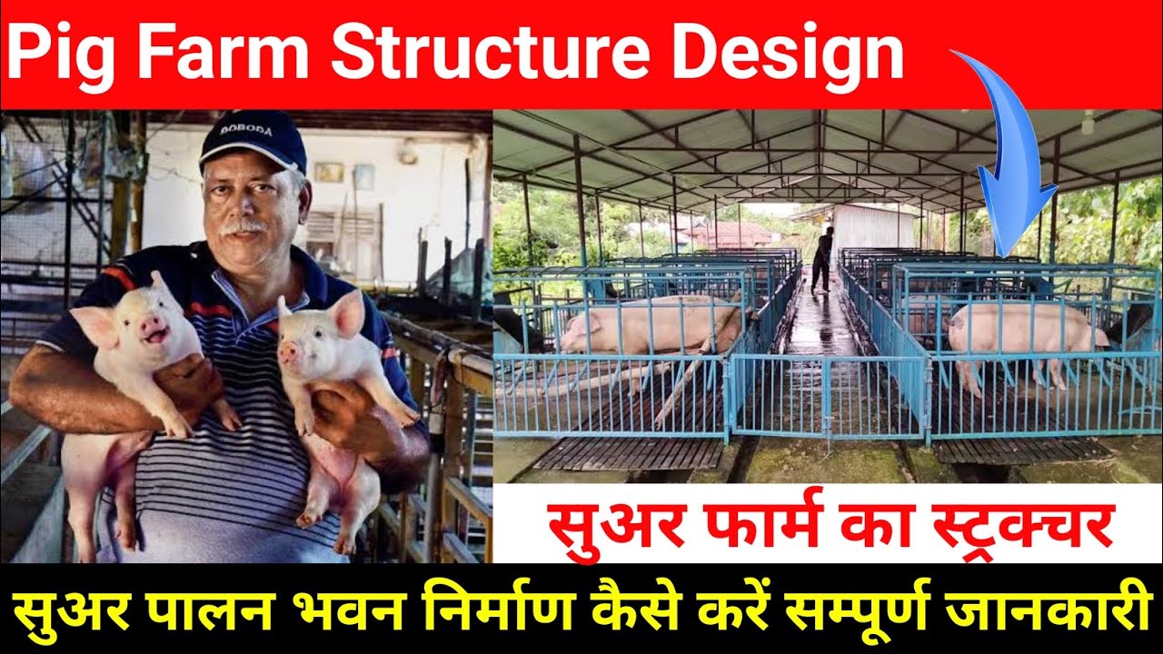 Pig Farm Structure Design. Pig Farming In India. सुअर पालन भवन निर्माण ...
