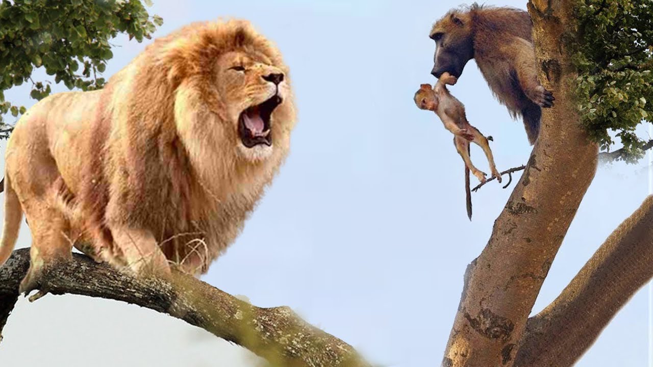 Cunning Lion suddenly climb tree to attack baby monkey, poor monkey ...