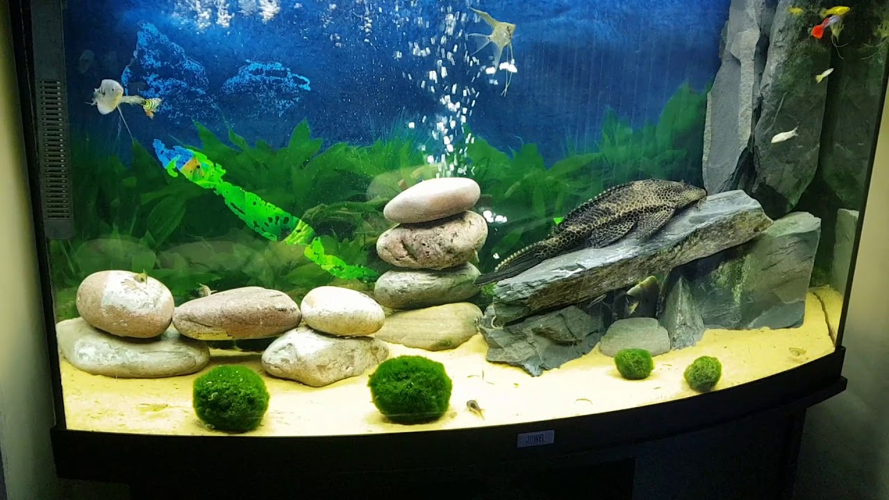 Jewel vision 180l Tropical Fish tank - YouTube