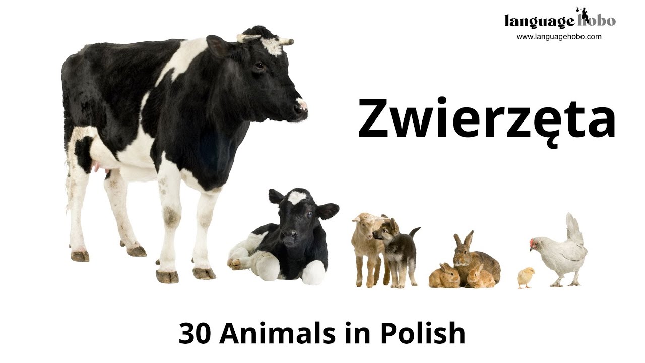 Animals in Polish (Zwierzęta) - Learn 30 Animal Names in the Polish ...