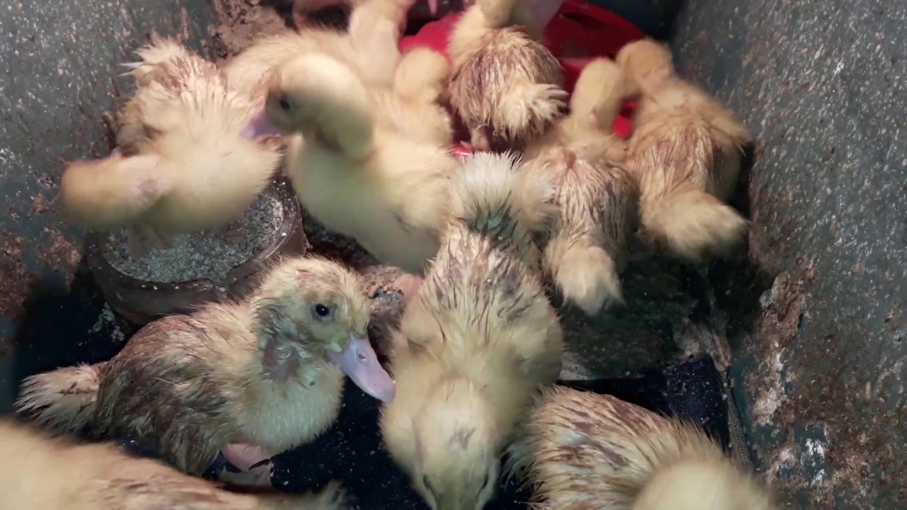 BOBOCI DE RATA PEKIN -- BABY DUCKS PEKIN - YouTube