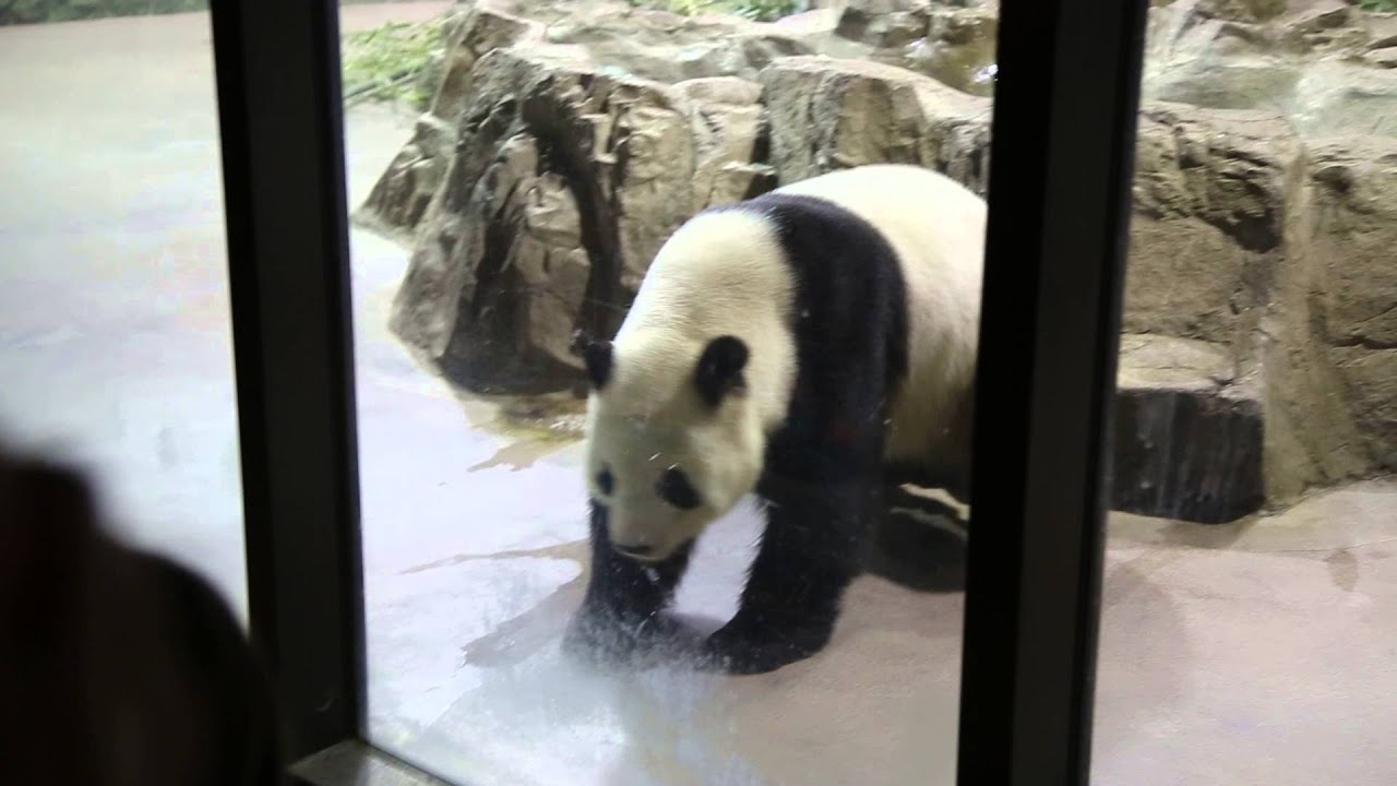 National Zoo Panda Scratching his Butt - YouTube