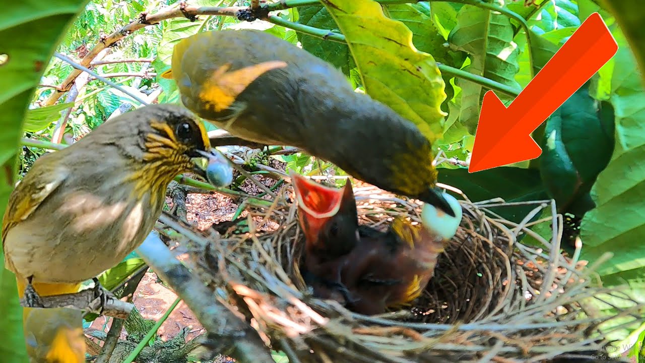 Chim Hoành Hoạch Thơm Đút Mồi & Ăn Luôn Phân Chim Non | Chim Hoành ...