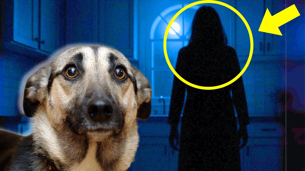 How Dogs Can ACTUALLY See Ghosts (Dog Abilities Explained) - YouTube