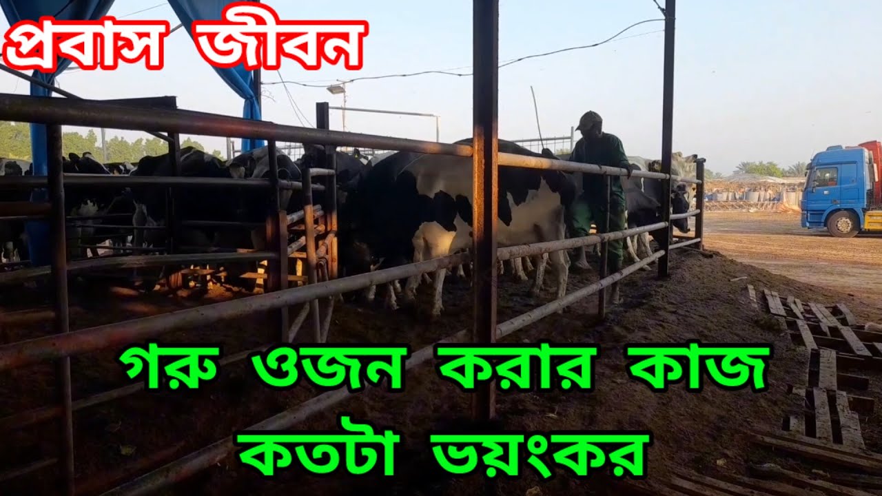 গরু ওজন করা কাজ কতটা ভয়ংকর 🐄🐄🐄।Saudi Arab cow farming - YouTube