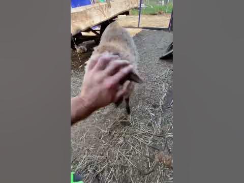 Детство барашка Рокки😄 - YouTube