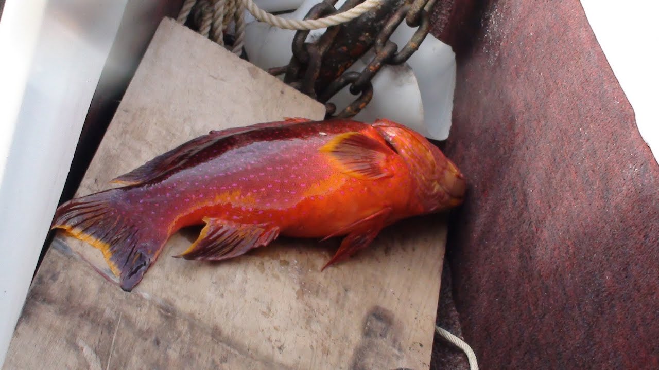 Fiji hand line fishing - YouTube