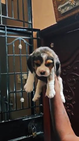 hello friends beagle male puppy available - YouTube
